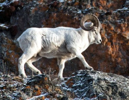 Alaska Wild Sheep Foundation - Keeping Sheep on the Mountains of Alaska